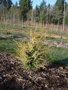 Gold Cone (Juniperus communis 'Gold Cone') | Whitman Farms