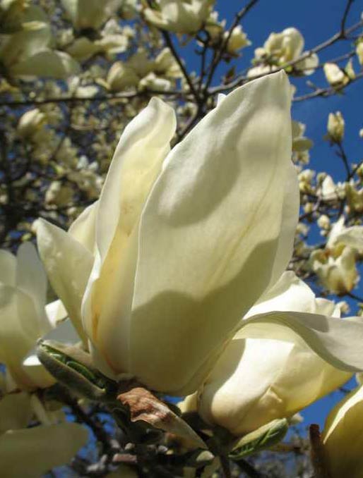 Yellow Fever (Magnolia x ‘Yellow Fever’) | Whitman Farms